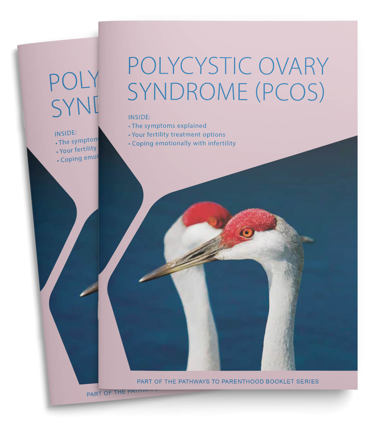 Polycystic Ovary Syndrome (PCOS) booklet | Dr Victoria Nisenblat